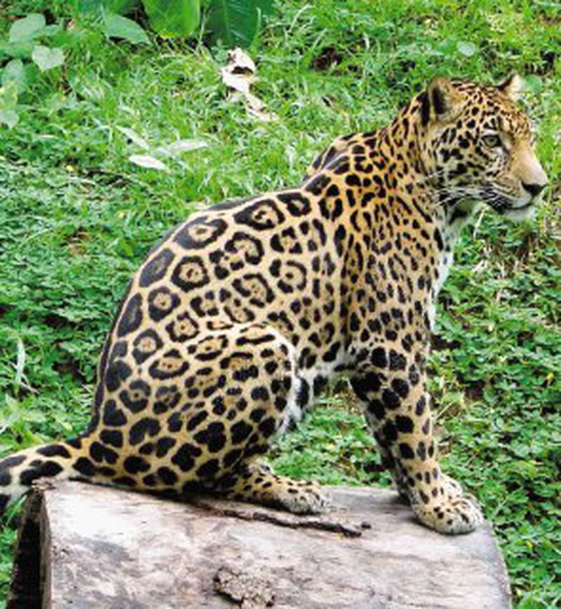 INBio revela nuevo inventario de especies de Costa Rica | La Nación