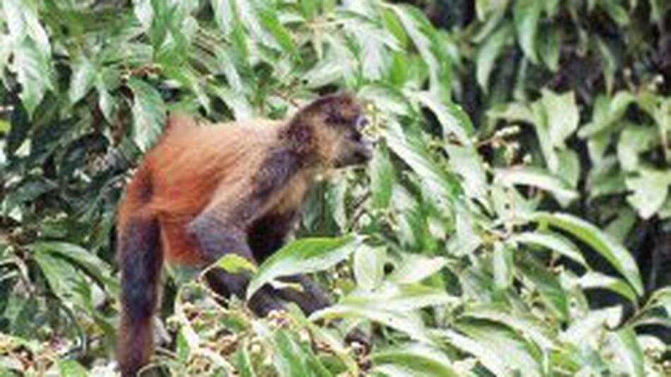 País sufre drástica reducción de población de monos - La Nación