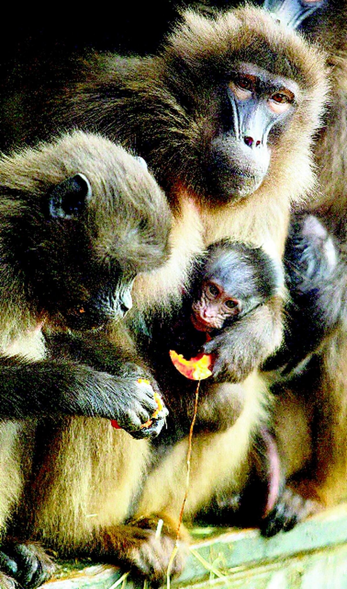 Mandriles sí pueden reconocer palabras - La Nación