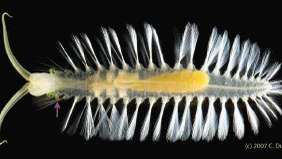 Gusanos distraen a depredadores con ‘bombas’ color verde brillante - La ...