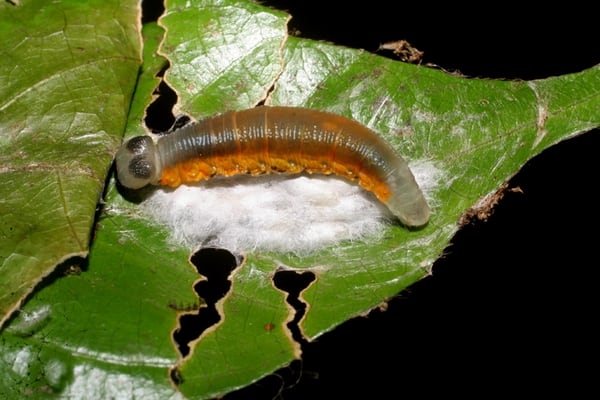 Guanacaste es la capital mundial de avispas parásitas - La Nación