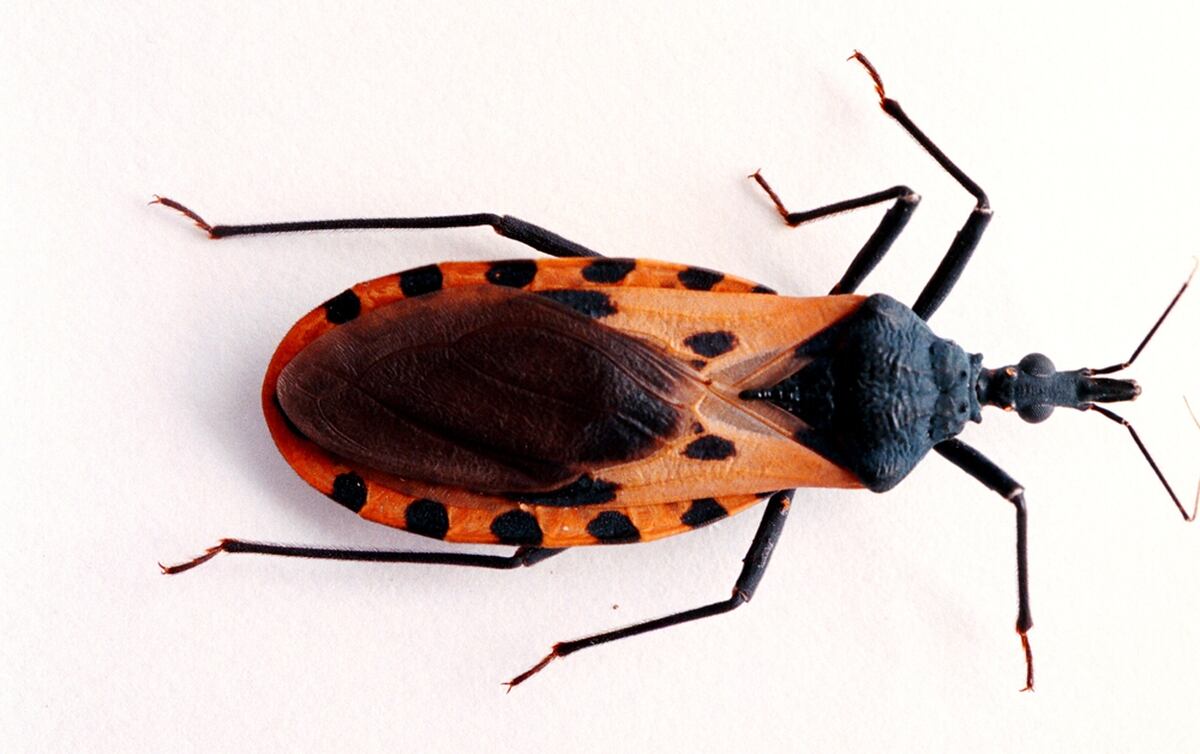 Nuevo libro explora relación de insectos con enfermedades - La Nación