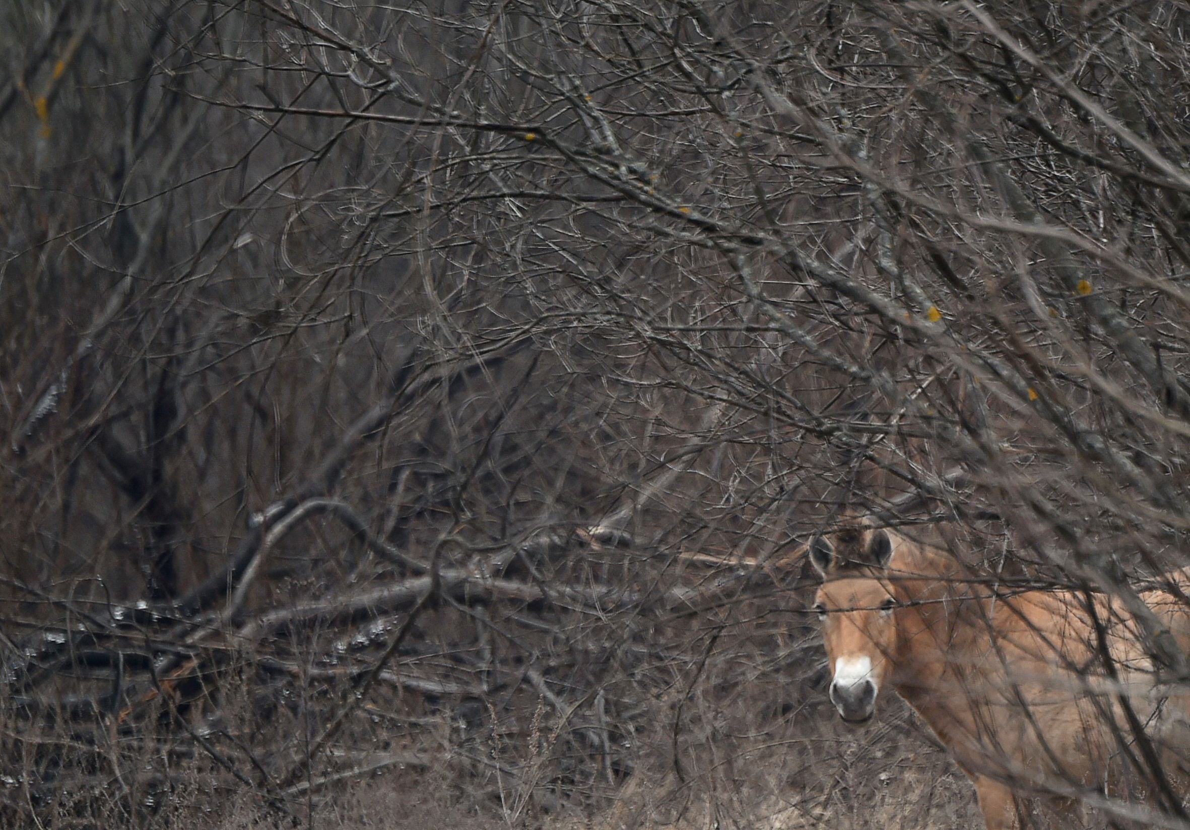 El Diario De Chernobyl Humanos Mutantes