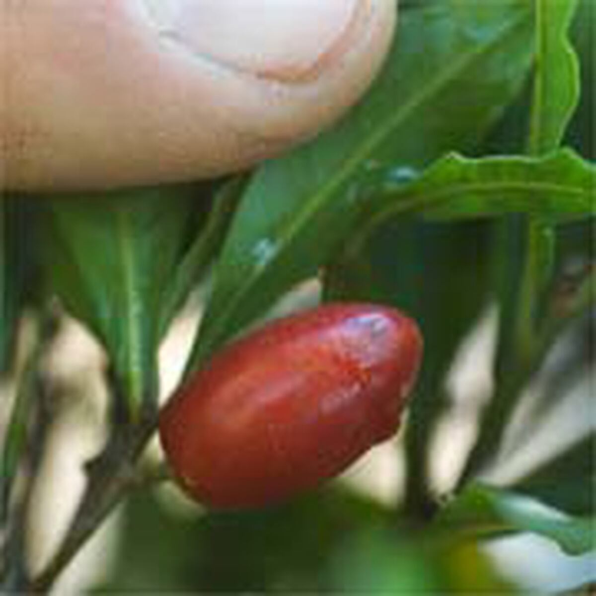 Fruta milagrosa - La Nación