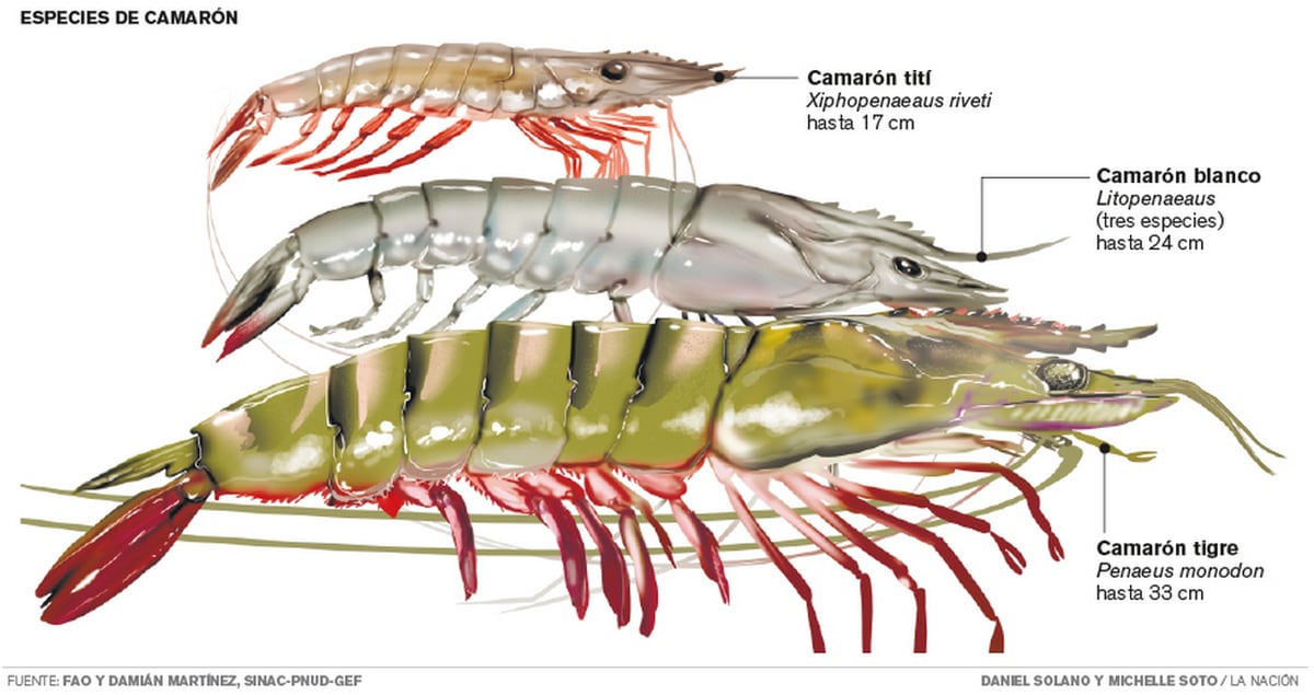 Especie invasora de camarón ya está presente en Costa Rica - La Nación