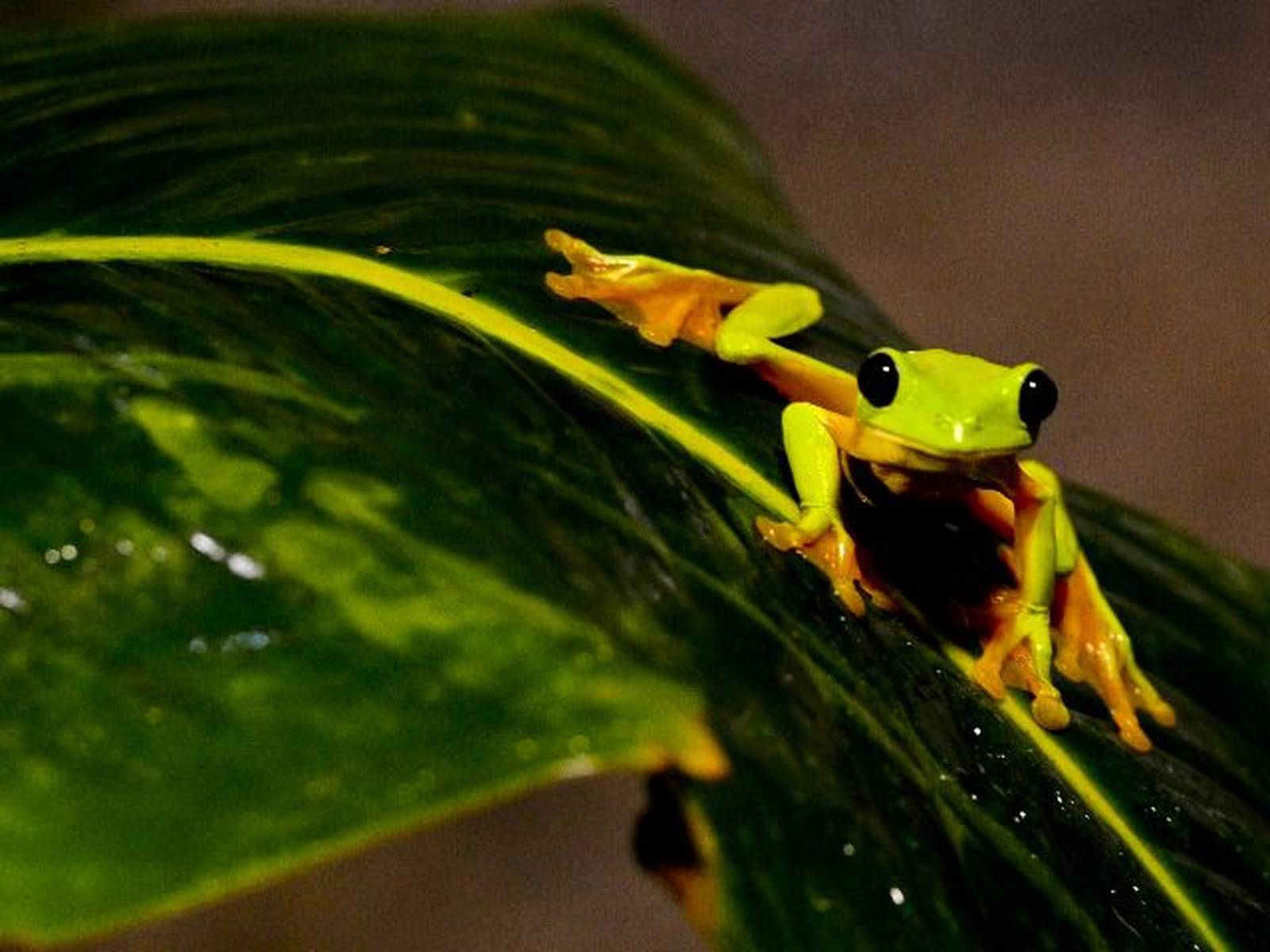 Cantos de ranas endulzan el oído de científicos de la UCR | La Nación