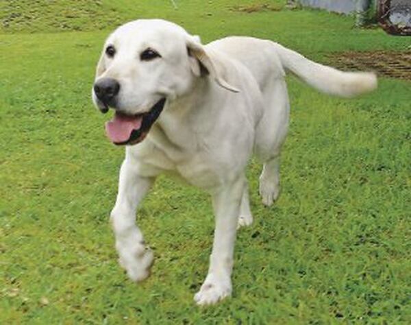 De perros Costa Rica es la sede del Sicalam - La Nación