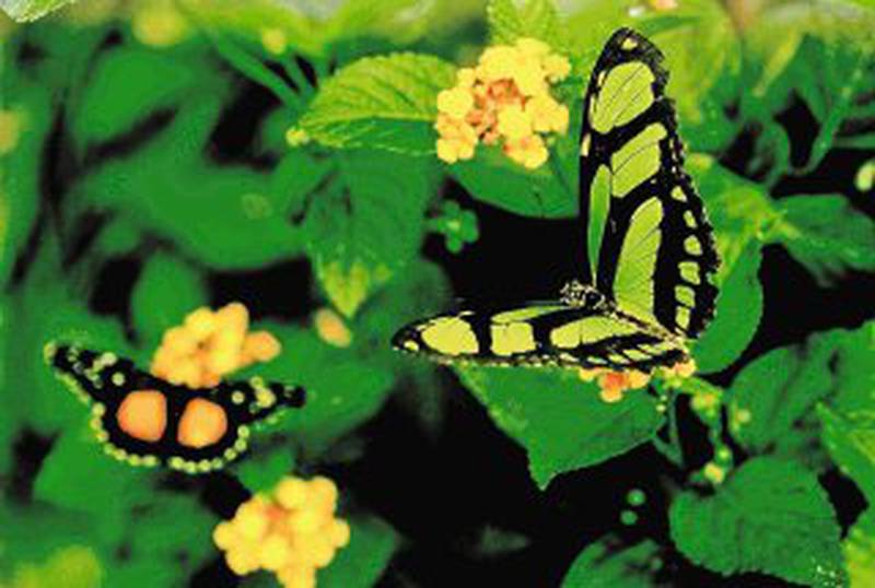 INBio revela nuevo inventario de especies de Costa Rica | La Nación