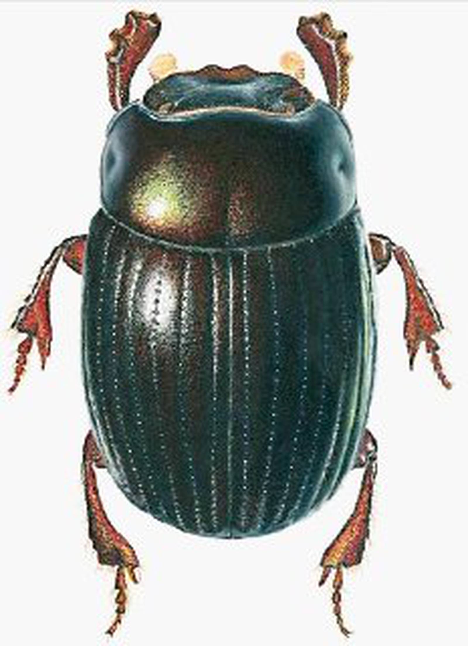 País ‘estrena’ dos nuevas especies de escarabajos | La Nación