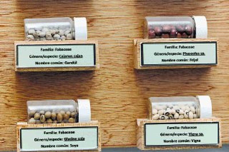 ¿Cómo funciona un banco de germoplasma? | La Nación