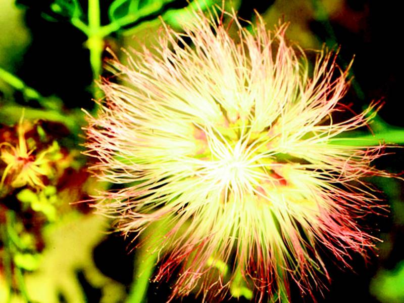 Cenízaro de 400 años gana premio como Árbol Excepcional 2011 | La Nación