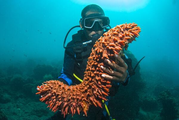 Expertos alertan sobre explotación de pepino de mar - La Nación