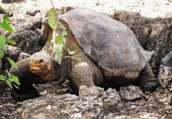 Tortuga gigante de Galápagos está a la espera de crías - La Nación