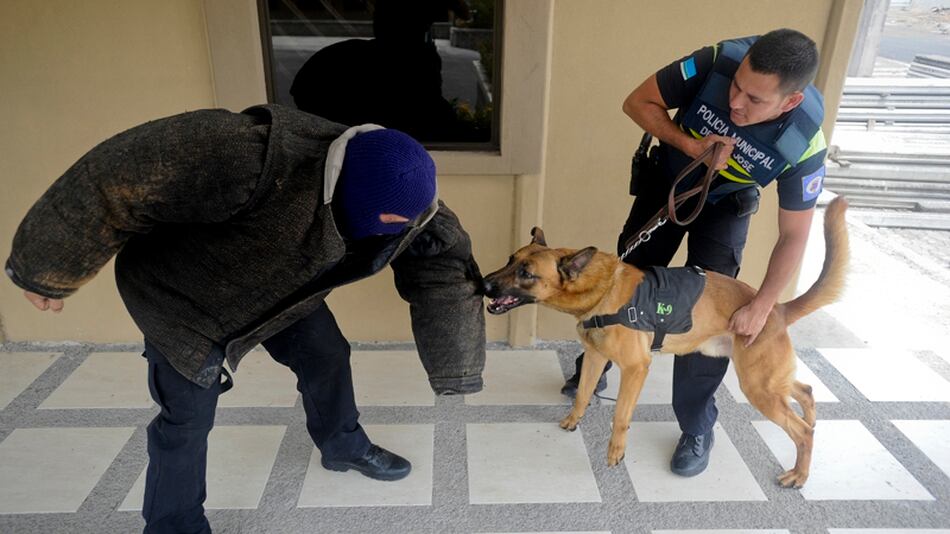 Ejército canino salva vidas y lucha contra el narco - La Nación