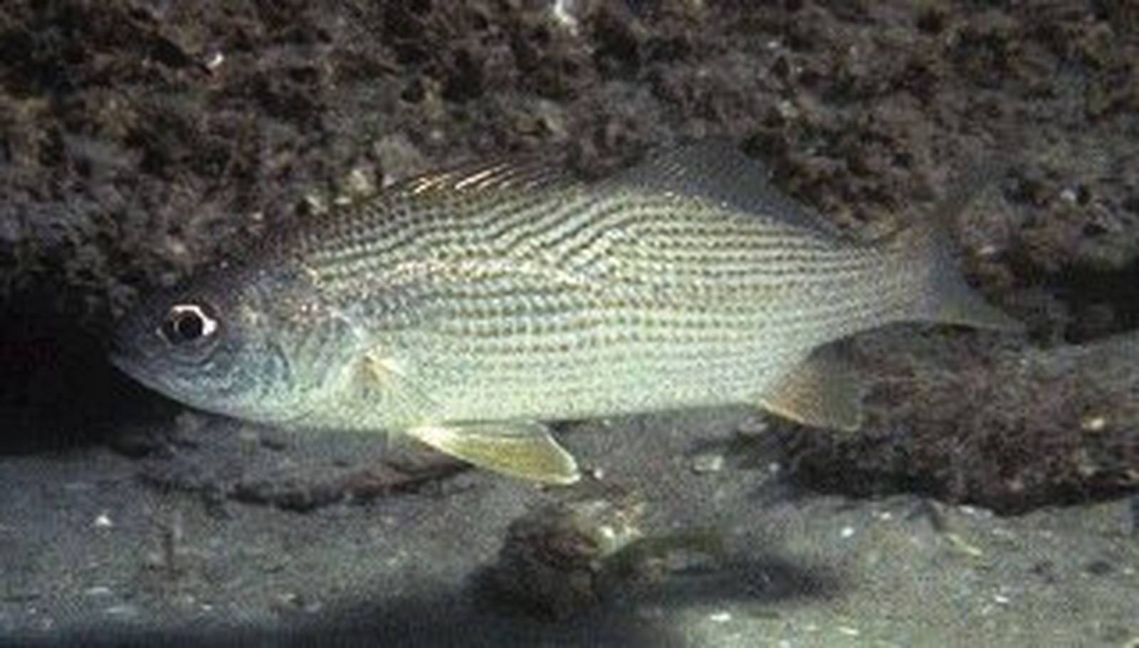 Programa identifica corvinas tropicales a través de su canto | La Nación