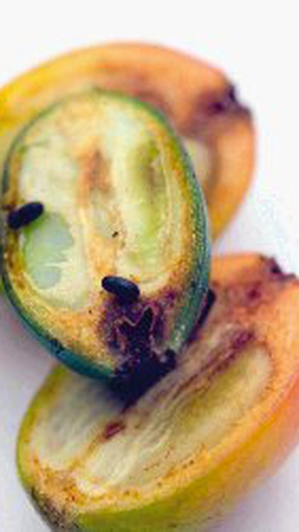 Hormigas podrían ayudar a controlar la broca del café - La Nación