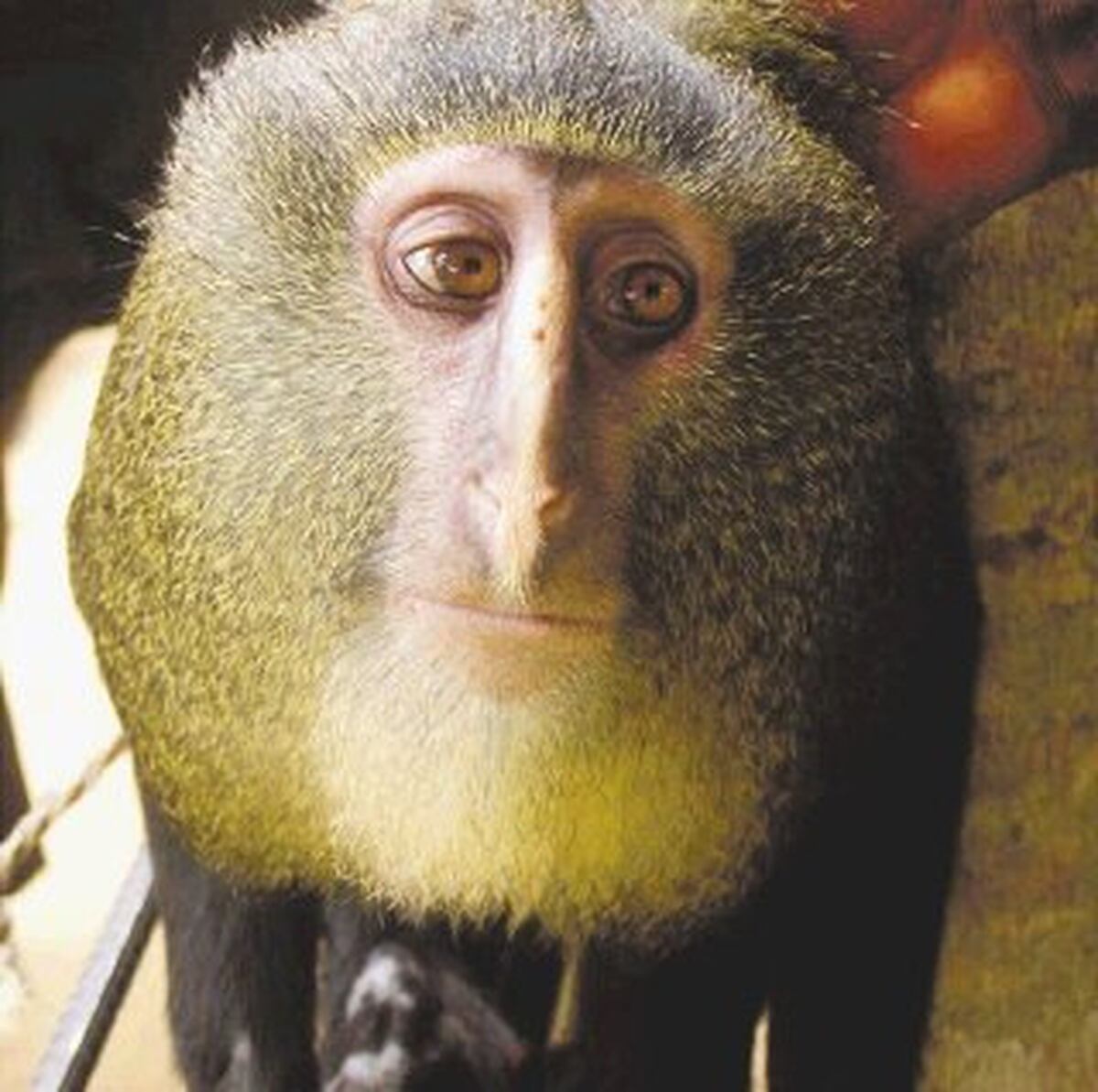 Lesula es nueva especie de mono africano - La Nación