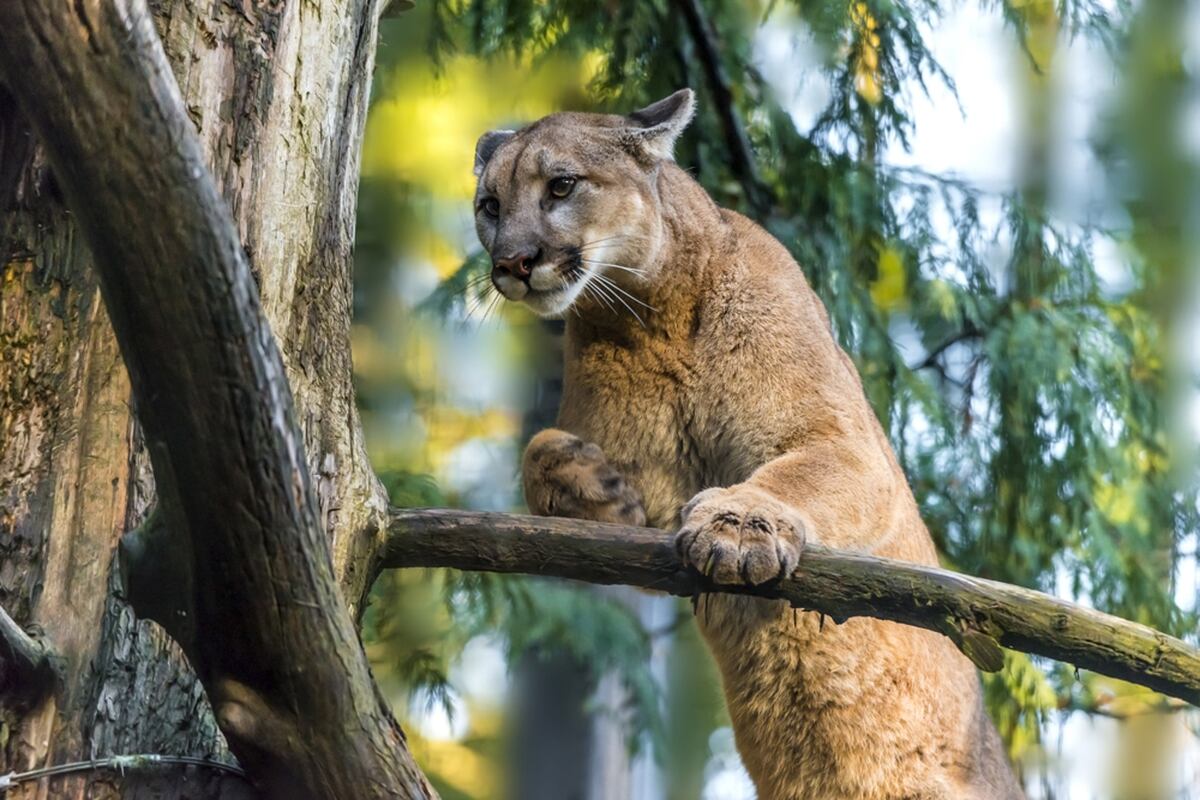 Pumas están en riesgo por reproducirse entre familia - La Nación