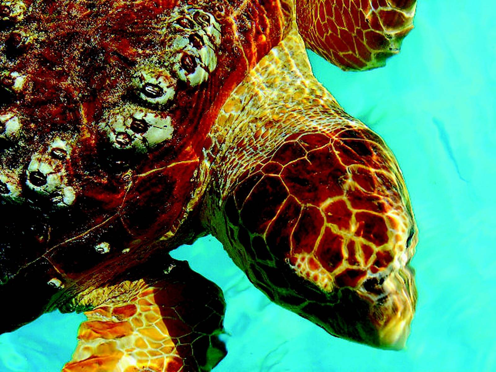 Decenas de organismos viven en caparazón de una tortuga marina | La Nación