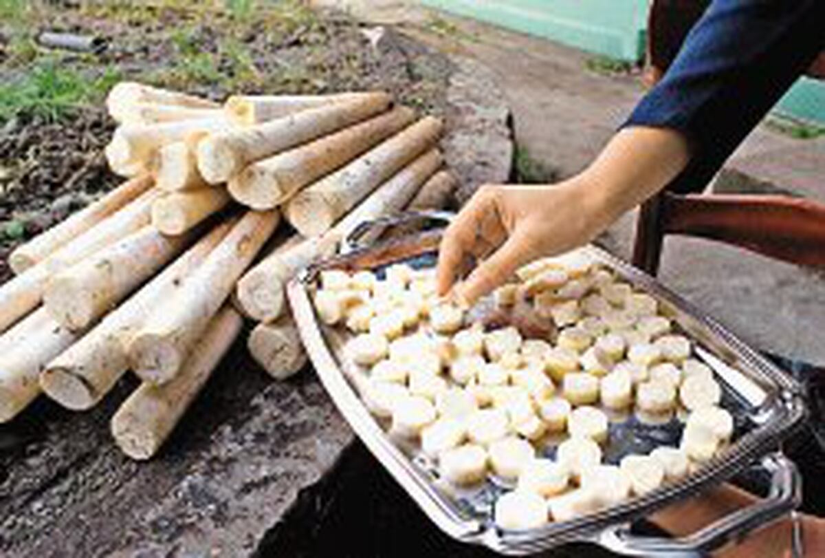 Firma relanza la producción de palmito - La Nación