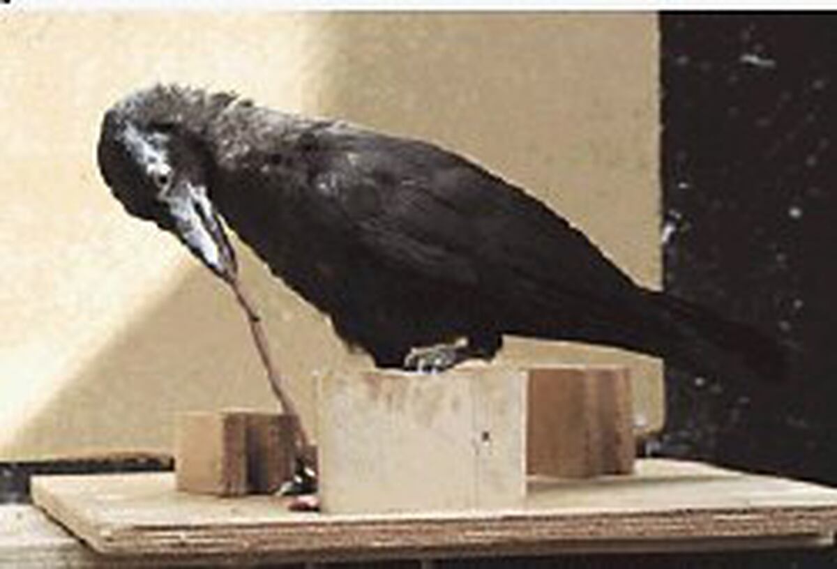 Cuervos son capaces de usar herramientas - La Nación