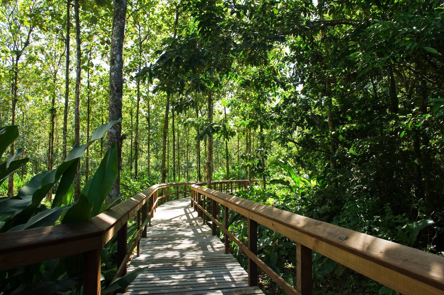 Un paseo en Sarapiquí le permitirá conocer los árboles más grandes de ...