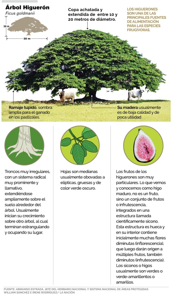 Guanacaste e higuerón: árboles muy distintos, pero que ticos confunden ...