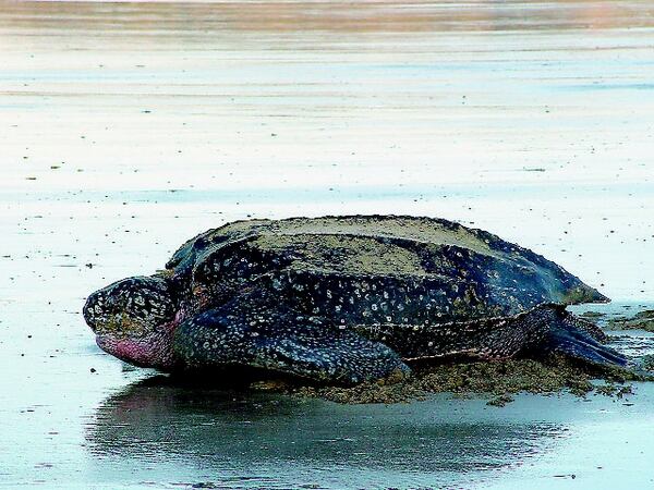 Baula se adelantó al período de desove - La Nación