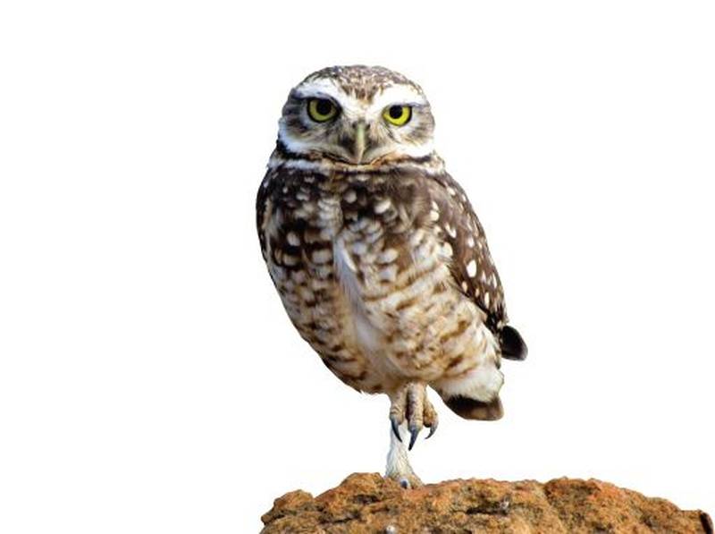 4 especies de búhos cambian de casa y hábitos en el país | La Nación