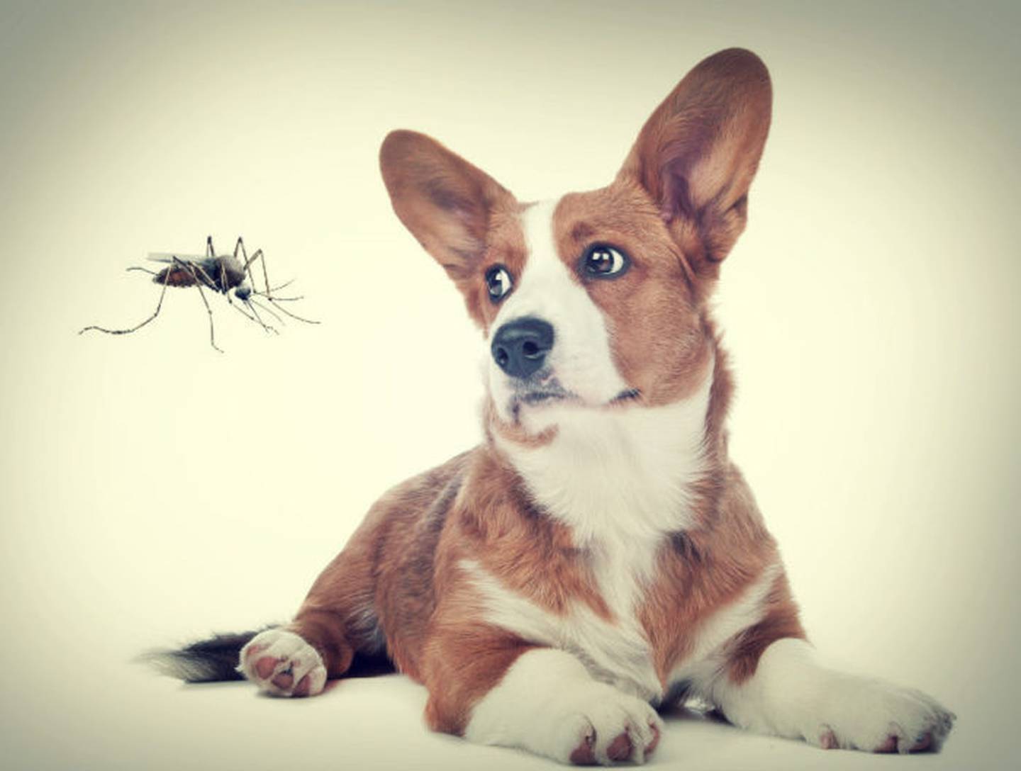¿Qué pasa si a su perro lo pica un zancudo? | La Nación