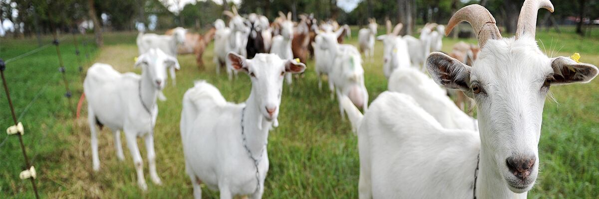 Productos de cabra ¡Llegó la hora! - La Nación