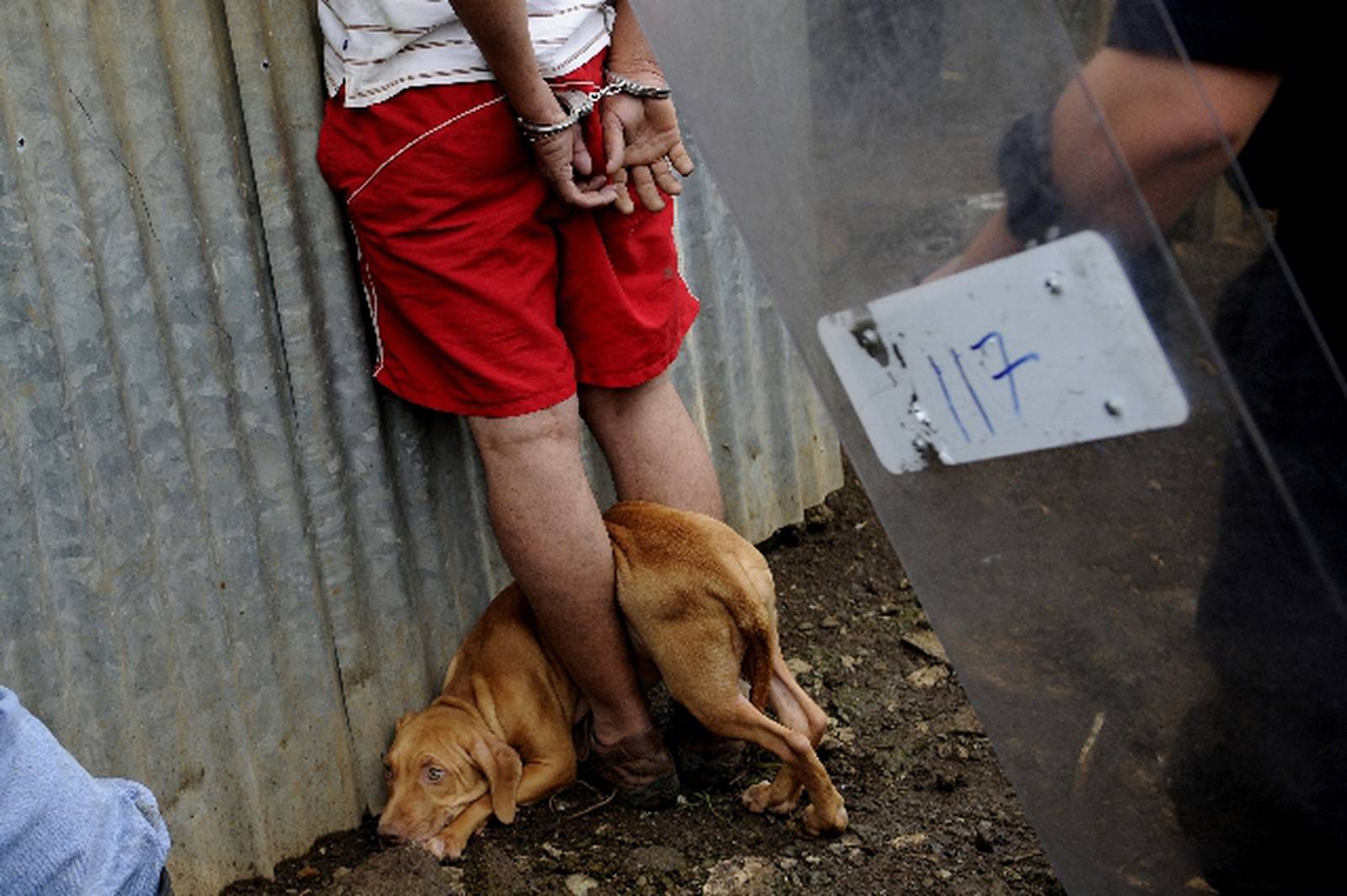 Senasa descubre importación de perros ‘diseñados’ para pelear | La Nación