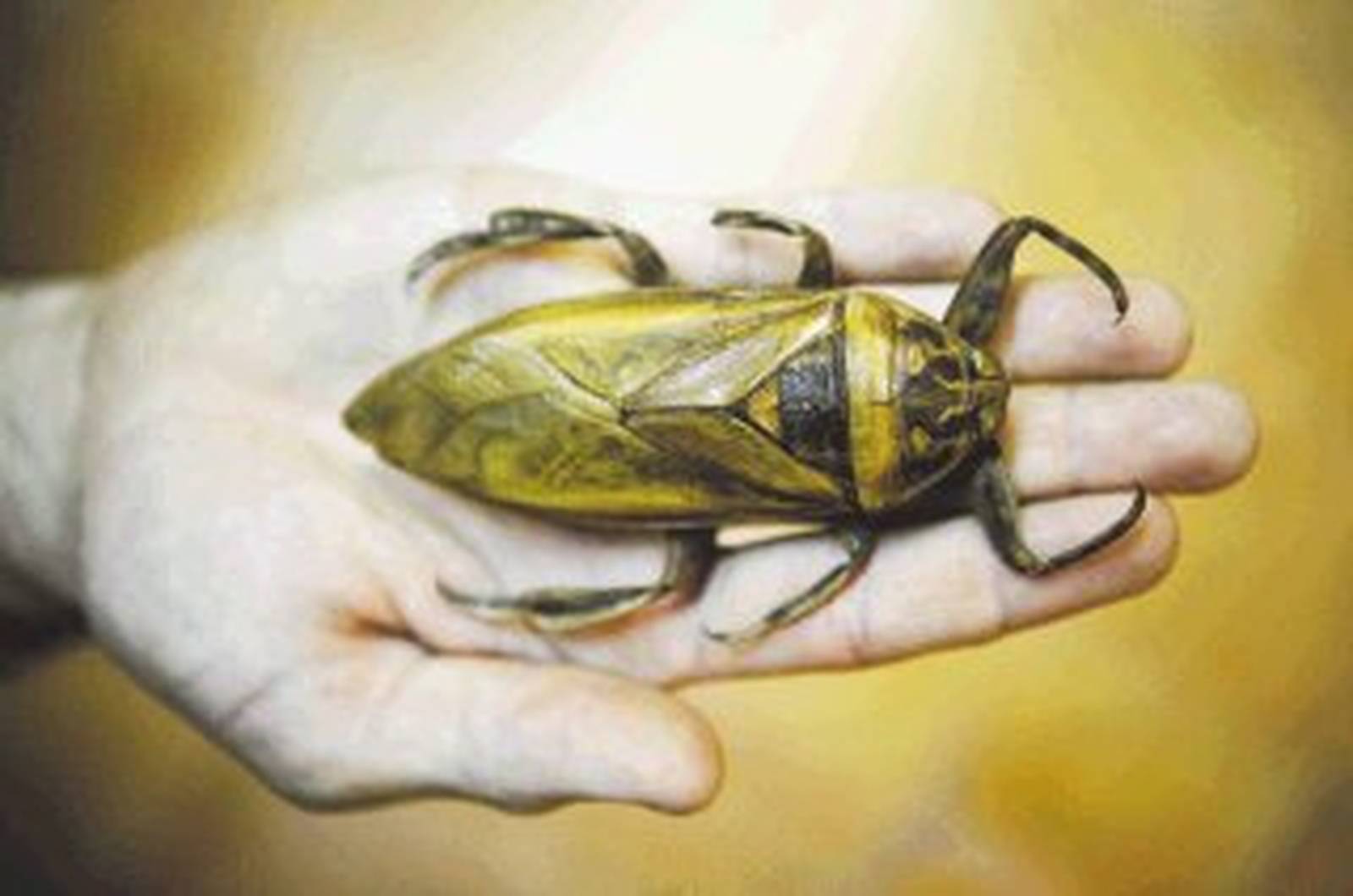 Museo de Insectos: 50 años dedicados a la vida en miniatura | La Nación