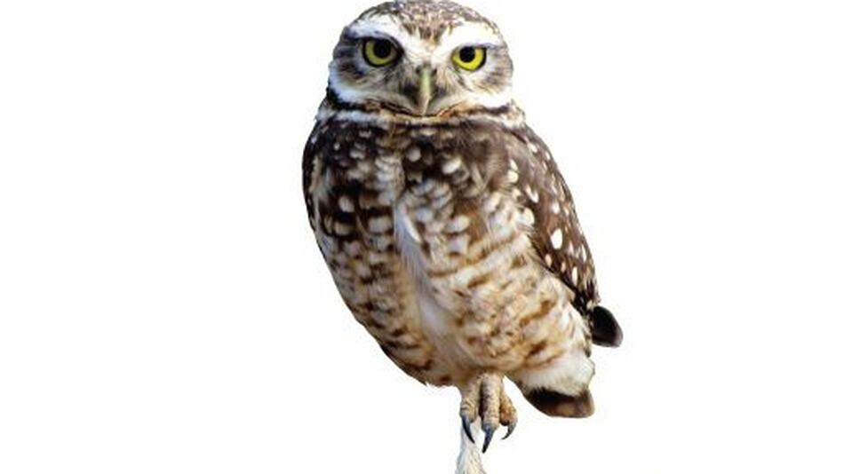 4 especies de búhos cambian de casa y hábitos en el país - La Nación