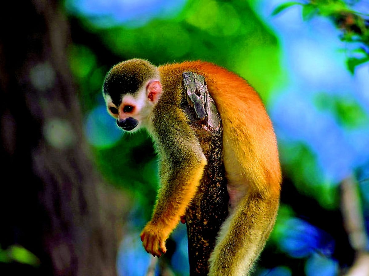 Brasil evalúa reproducción in vitro de monos en vías de extinción - La ...