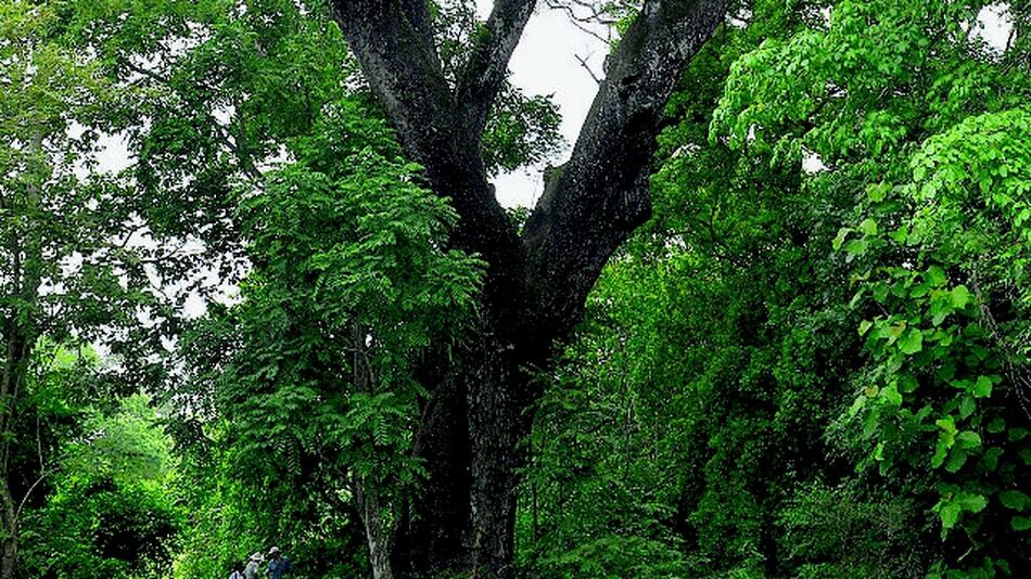 Cenízaro de 400 años gana premio como Árbol Excepcional 2011 - La Nación