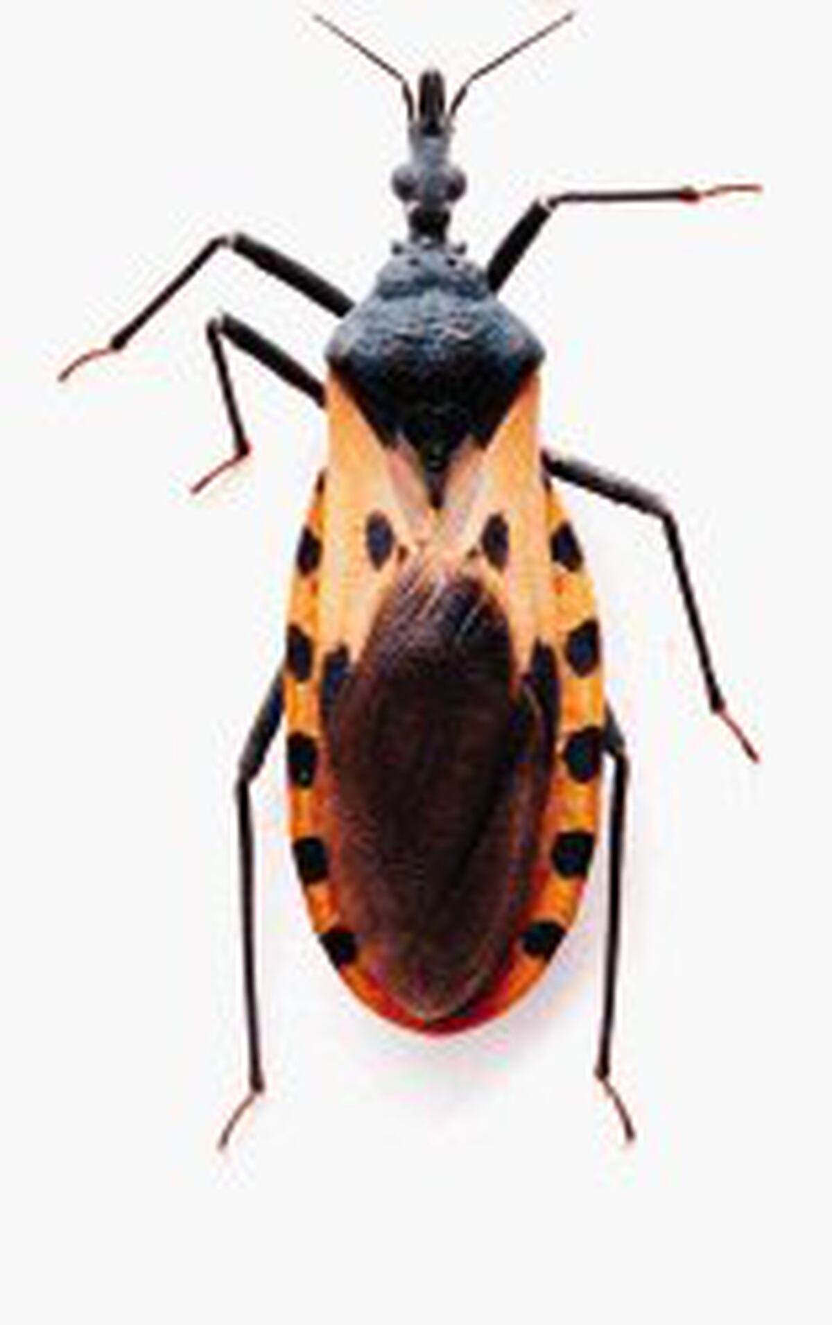 Estudios genéticos combatirán parásitos - La Nación