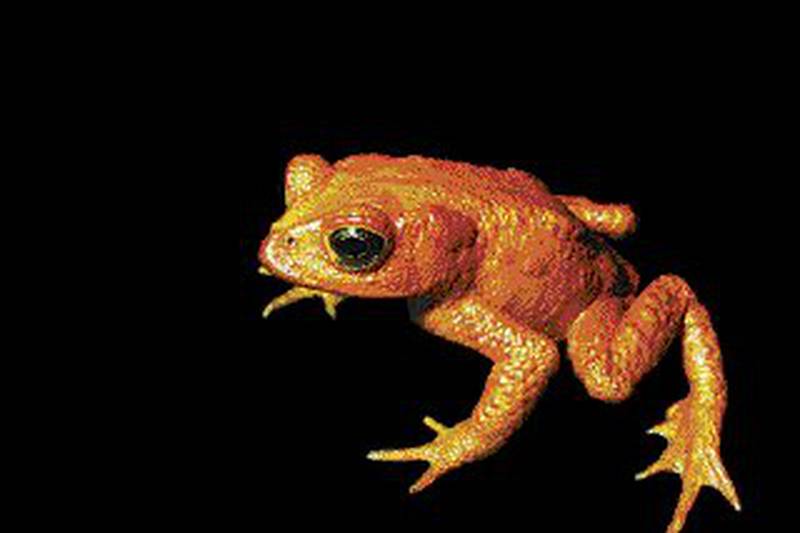 Científicos buscan en Monteverde al extinto sapo dorado | La Nación
