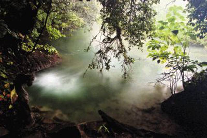 Exposición de fotografía captura el encanto del bosque lluvioso | La Nación
