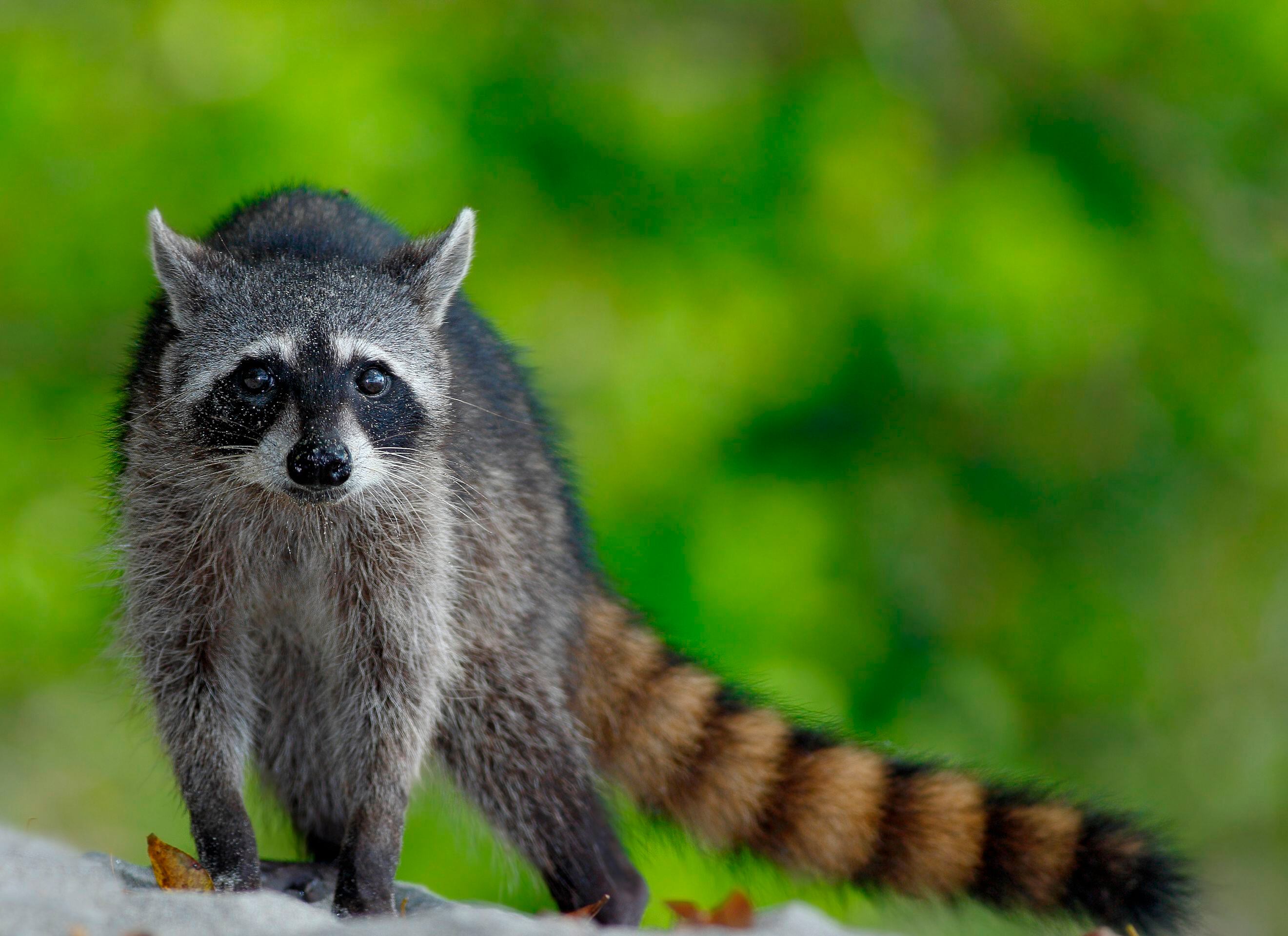 Puede Un Perro Contraer La Rabia Por Morder A Un Mapache
