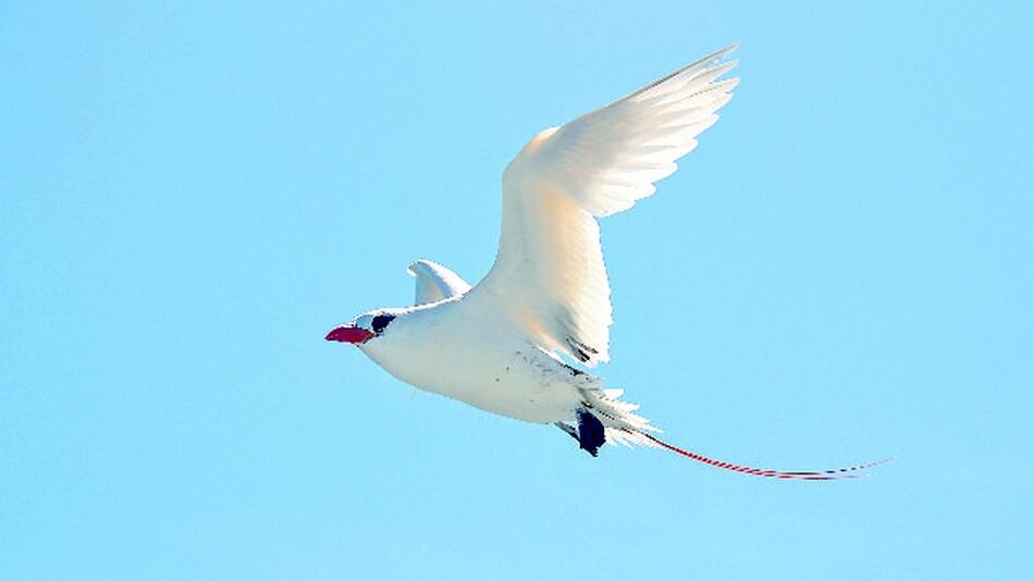 Nueve especies se suman a lista oficial de aves de Costa Rica - La Nación