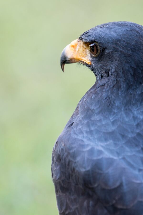 Avistamiento de aves, un 'hobby’ económico y de fácil acceso - La Nación