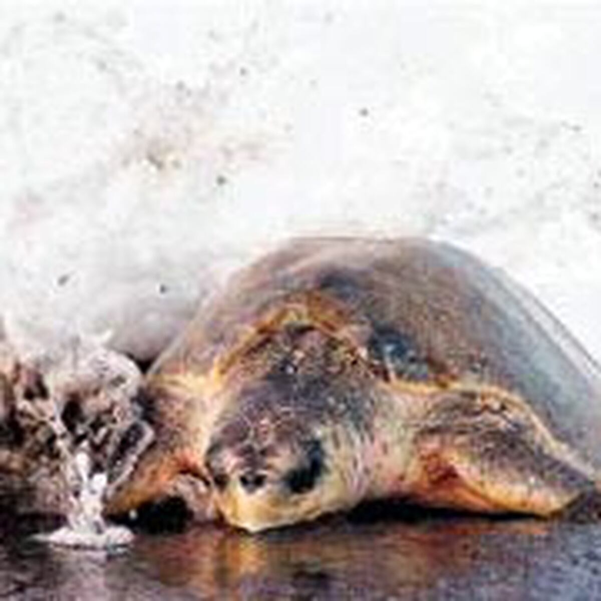 Protección a paso de tortuga - La Nación