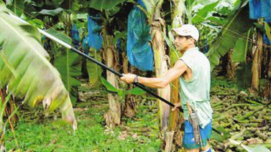 42 bananeras deben ¢6.300 millones a la CCSS - La Nación