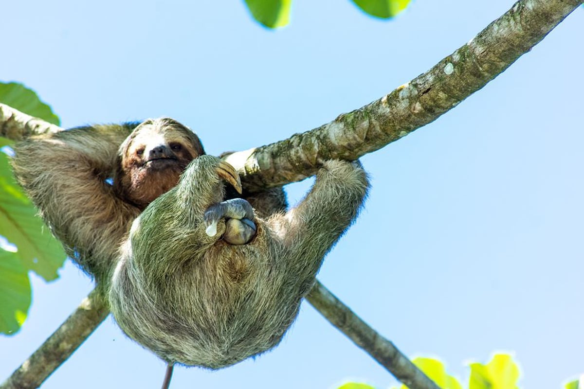 El nacimiento de un perezoso: lo que podés ver si te animás a salir al ...