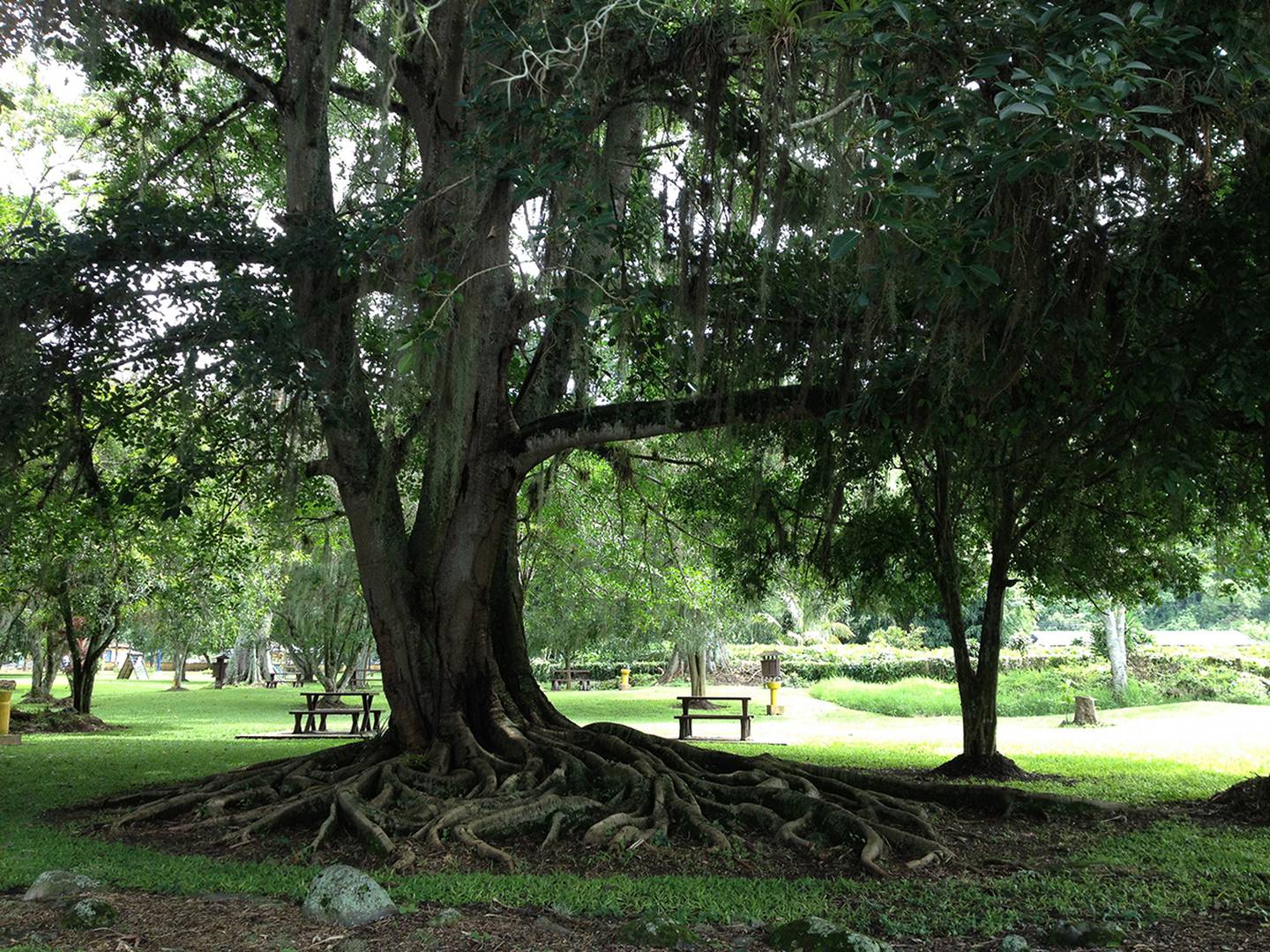Un higuerón es el Árbol Excepcional del Año, ¿lo conoce? | La Nación