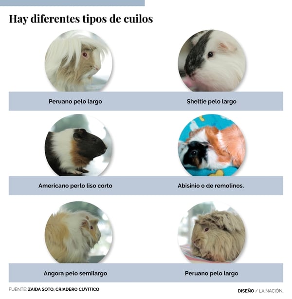 (VIDEO) ¡Hay cuilos mechudos! - La Nación