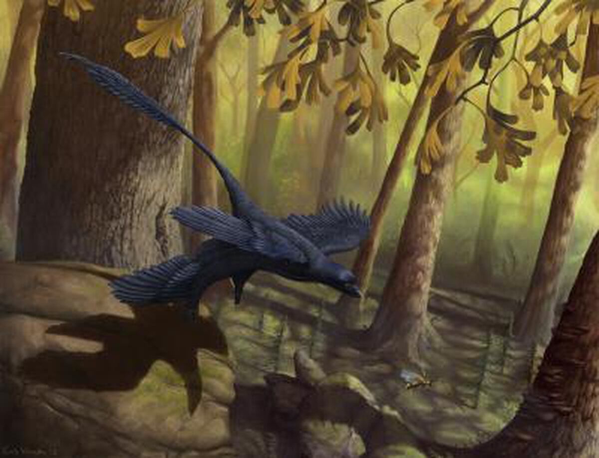Dinosaurios con plumas, como el microrraptor, podían planear - La Nación