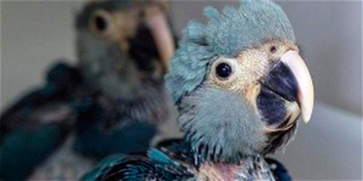 Loro azul del que solo quedan 130 ejemplares en cautiverio fue visto en ...