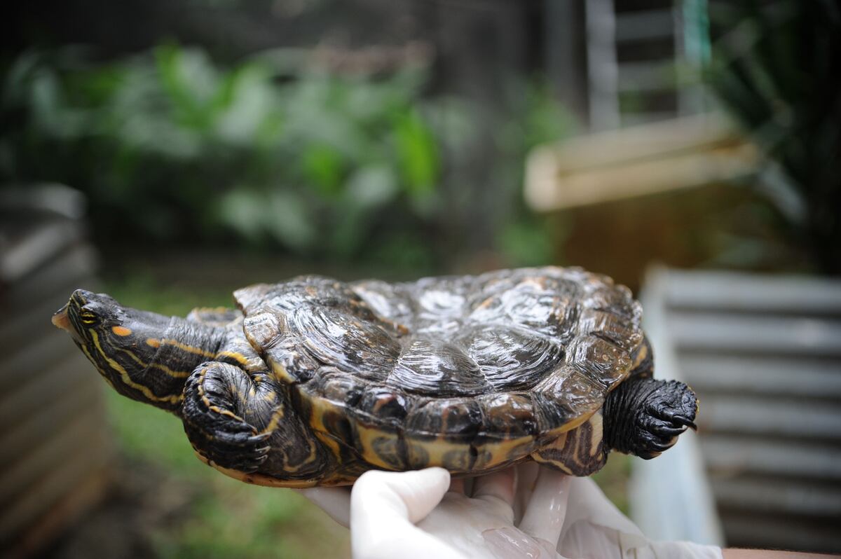 Centros de rescate alertan sobre ingreso de tortugas con deformaciones ...